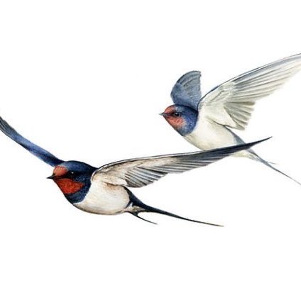 Fecske Tetoválás férfiaknak és nőknek: tetkó minta és jelentésük - VeAn ...