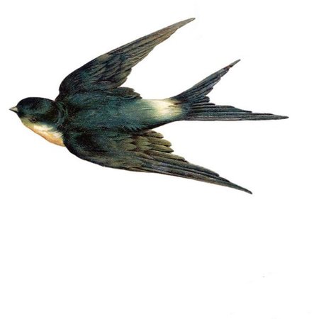 Fecske Tetoválás férfiaknak és nőknek: tetkó minta és jelentésük - VeAn ...