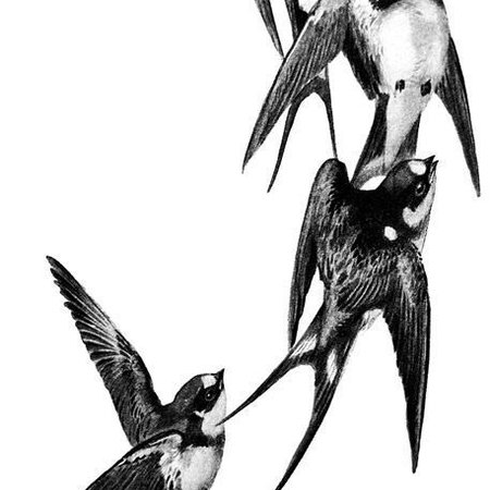 Fecske Tetoválás férfiaknak és nőknek: tetkó minta és jelentésük - VeAn ...