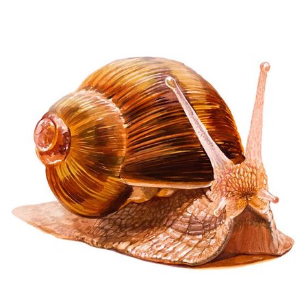 Csiga tetoválási vázlatok - VeAn Hungarian