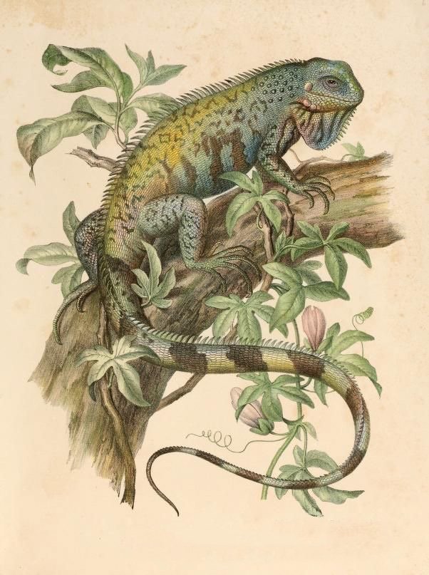 Leguán tetoválás vázlatok - VeAn Hungarian