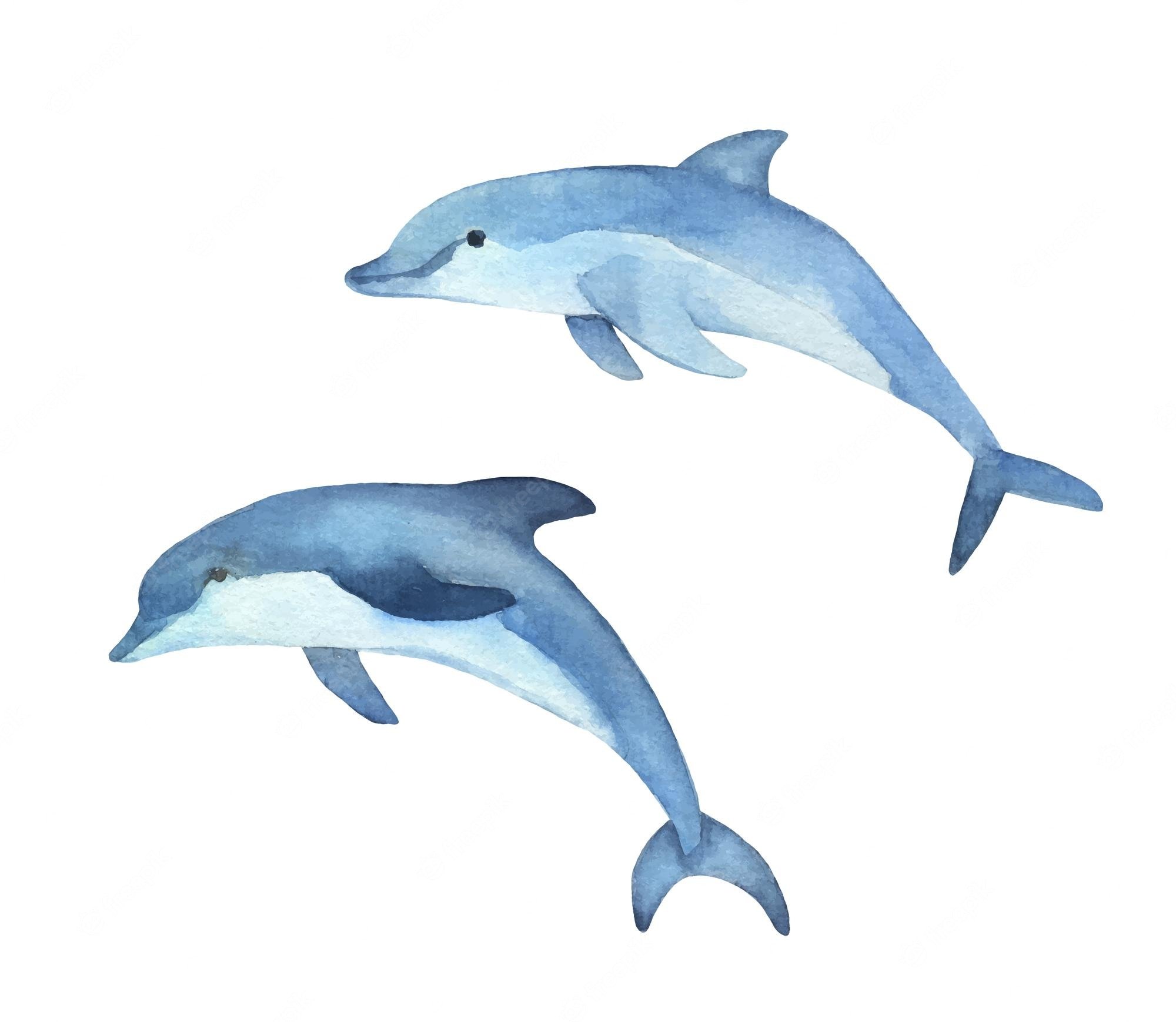 Delfin tetoválási vázlatok - VeAn Hungarian